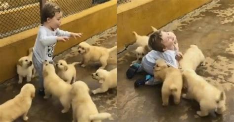 7 Cuccioli Di Golden Retriever Attaccano Di Coccole Un Bambino Di Due