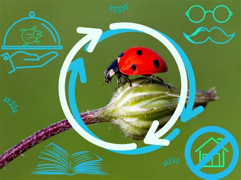 Ladybug 101 Identifying Them And Keeping Them In Your Garden And Out