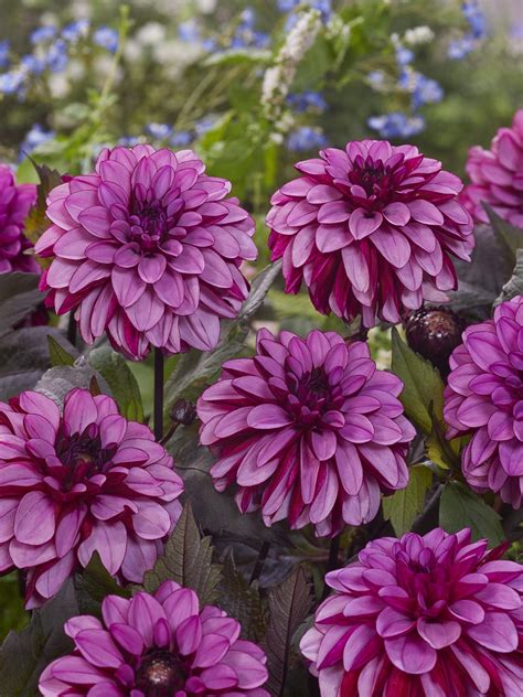Dahlia Melissa Anna Marijke 2195 Kr V3 Stk 1995 Kr V10 Stk