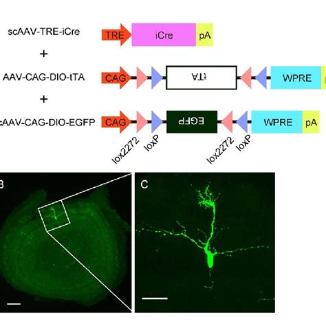 Expression Of Different Aav Serotypes In Mouse Mitral Cells A D