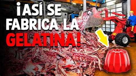 Cómo Se Fabrica La Gelatina Proceso En Fábrica Youtube