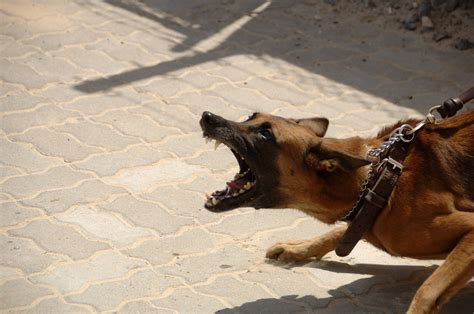 Cuáles Son Las Señales De Enojo Que Dan Los Perros Antes De Atacar