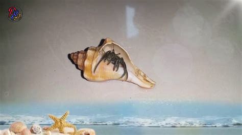 Living Sea Shell Alive Sea Shell Walking Sea Shell Hermit Crab
