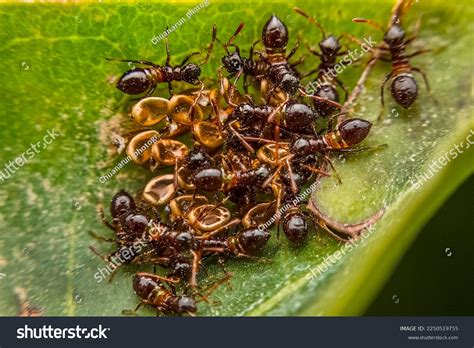 Juveniles Pea Beetle Riptortus Linearis Ant Stock Photo 2250519755