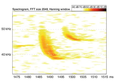 Spectrogram Of The Signals Of P Pipistrellus And P Nathusii While
