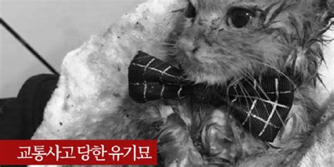 교통사고 당한 유기묘 목에는 리본이 달려 있었다 멜로우메이트