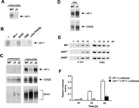 reduced binding of ap 1 dna binding in jnk1− −cd8 t cells a dna