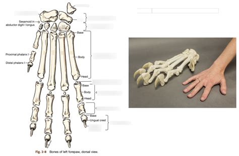 Carpus And Feline Digits Osteology Diagram Quizlet