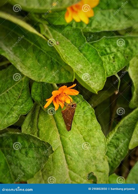 Yellow Ground Cover Plant Flowers With Green Leaves As A Background