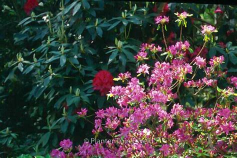 Rhododendron Macrosepalum Esveld Shop