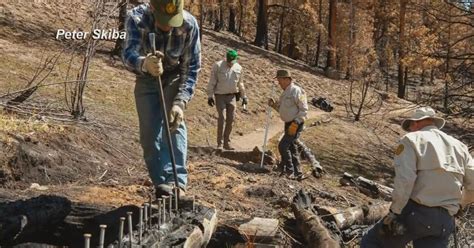 Volunteers Raising Money To Rebuild Trails Bridges Burned Down In Cameron Peak Fire Cbs Colorado