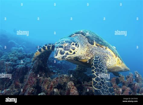 A Hawksbill Sea Turtle Eretmochelys Imbricata Is Foraging Over A Bubble Coral Reef In