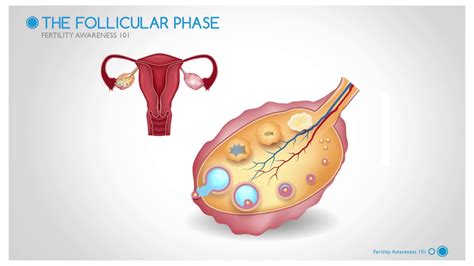 Follicular