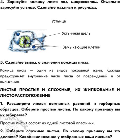 (Решено)Параграф 12 ГДЗ Пасечник Суматохин 6 класс по биологии
