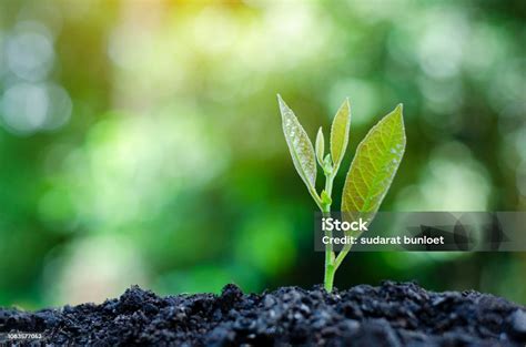 묘 종 성장 자연 배경에서 아침 빛에 심기 묘 종 젊은 식물의 개발 0명에 대한 스톡 사진 및 기타 이미지 0명 개념 개념과 주제 Istock