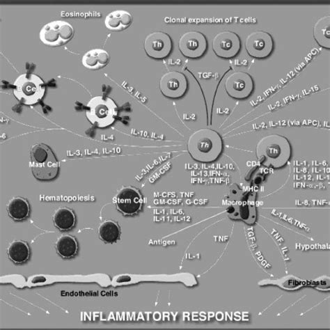 A Hypothesis About The Biochemical Cascade That Occurs During An