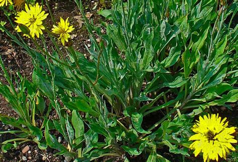 Meet Black Salsify A Tantalizing Medieval Root Vegetable