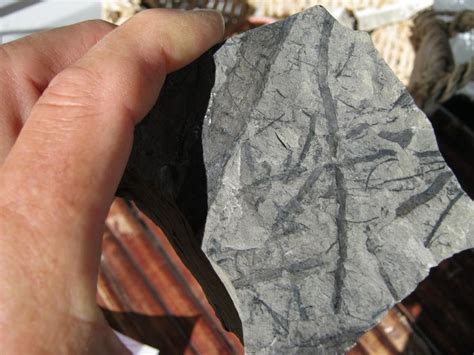 Leaf Stem Branch Fossils From White Lake Nr Penticton Bc Canada