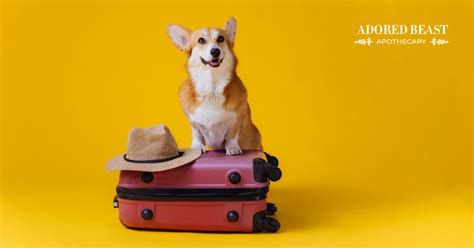 Dog Boarding Over The Holidays Tips And Advice