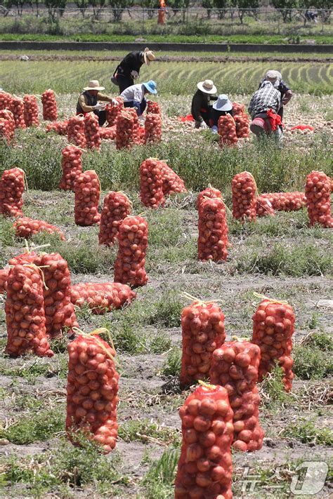 양파 수확에 분주한 농촌 네이트 뉴스