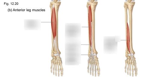 Extensor Hallucis Longus