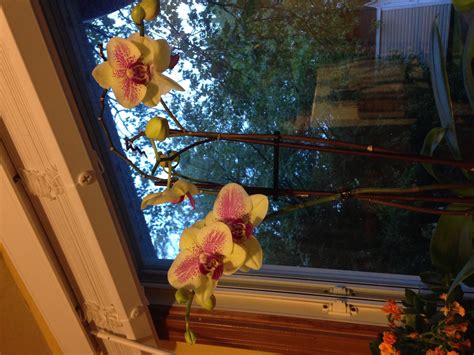 My Orchid Is Blooming Again After A Year Of Dormancy I Feel Like A