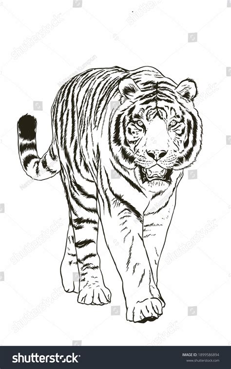 Black And White Sketches Of Tigers