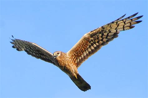 Полевой лунь птицы картинки и фото Poknokart