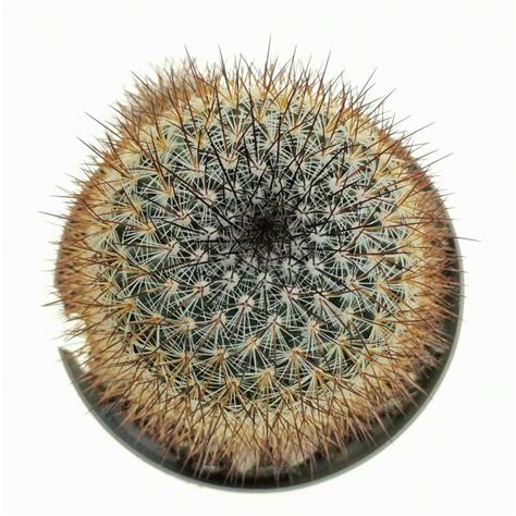 Mammillaria densispina 14 cm. | Cactaceae - Giromagi vendita piante grasse