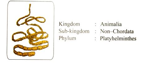 Observe The Following Picture Of Animals Classify Them And Write Their