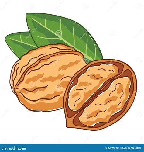 Nueces De Dibujo Gráficos Vectoriales Para El Embalaje Ilustración del