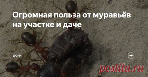 Огромная польза от муравьёв на участке и даче Из года в год на даче наб
