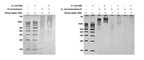Treatment Of 100 Bp Ladder With T7 Exonuclease A And E Coli Download Scientific Diagram