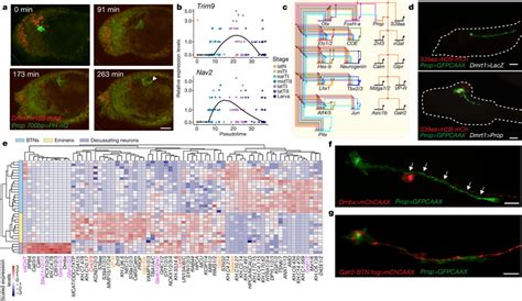 Integration Of Transcriptome Maps And Synaptome Neuronal Circuits A Download Scientific