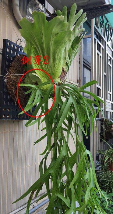 台南 皇冠鹿角蕨 細葉皇冠 鹿角蕨 母珠已上板 室內 室外觀葉植物 Yahoo奇摩拍賣
