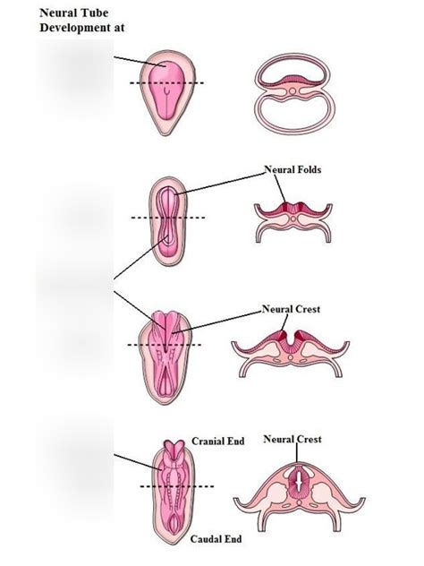 Neural Tube Development Diagram Quizlet