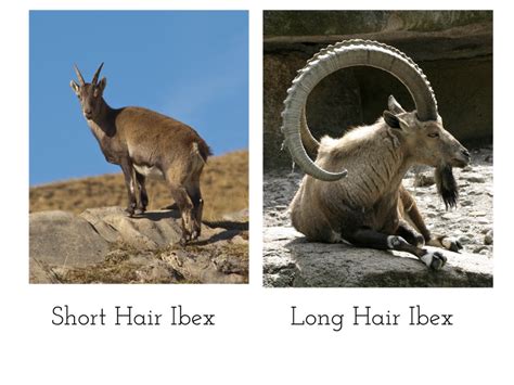 Adaptations The Alpine Ibex