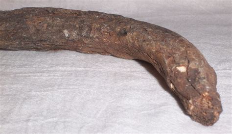 Fossil Rib Fossil Id The Fossil Forum