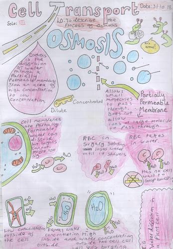 Osmosis Science Doodle Notes Teaching Resources
