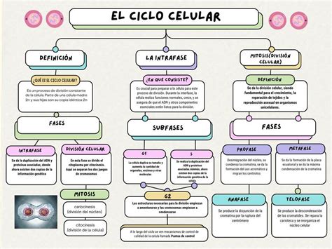 Ciclo Celular Mapa Conceptual Tatiana Sofia Farroñan Ñaca Udocz