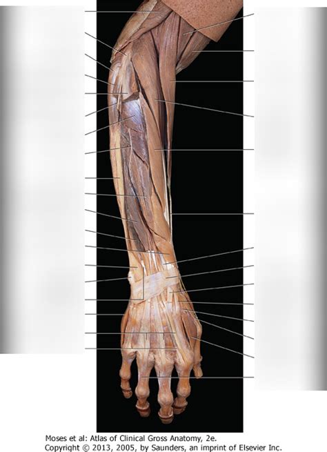 Posterior Compartment Of Forearm Cadaver Diagram Quizlet