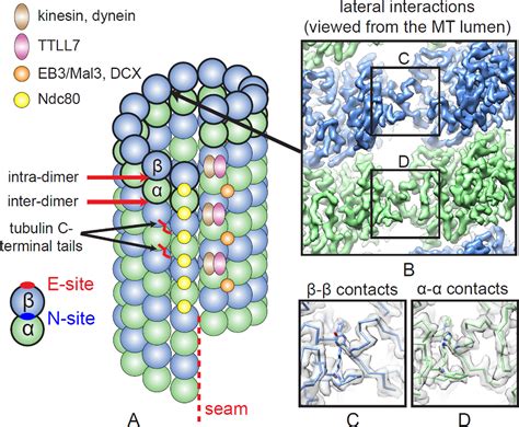 Figure 1 From Visualizing Microtubule Structural Transitions And