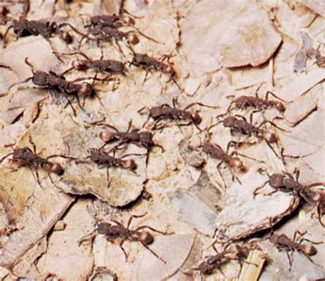 Army Ant Insect Britannica