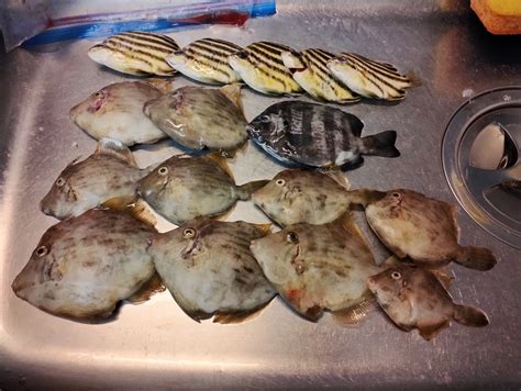 アナリストあおいちゃん さんの 2024年09月18日のカワハギの釣り・釣果情報静岡県 新居海釣公園 アングラーズ 釣果500