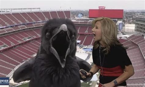 Giant Crow Attacks Locals Rpeoplefuckingdying