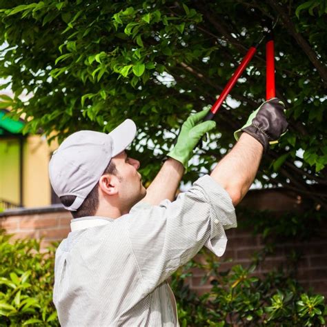Inspect Your Trees Safety Tree Service