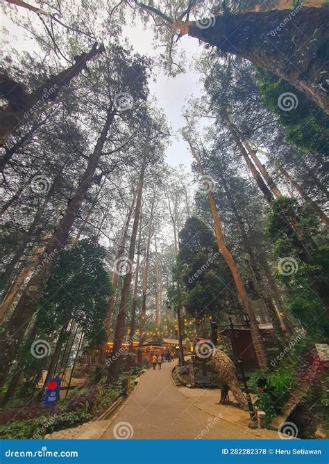 East Java Indonesia June 24 2023 Tall Big Trees And Blue Sky In Mojosemi Forest Park East