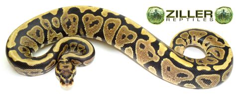 Spotnose Het Lavender Ball Python By Ziller Reptiles Morphmarket
