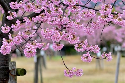 河津桜咲きました〜 By ぶっちゃん （id：12261600） 写真共有サイトphotohito
