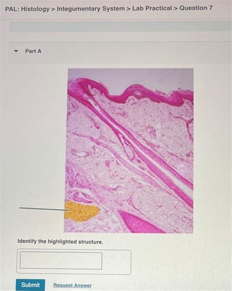 Solved PAL Histology Integumentary System Lab Practical Chegg